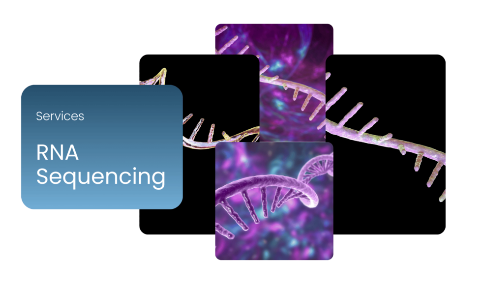 RNA Sequencing l Massive Bioinformatics